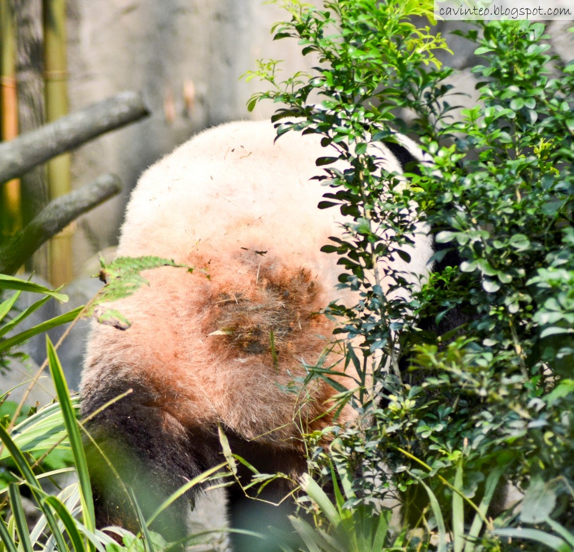 Entree Kibbles: Giant Panda Forest - Saying Hi to Kai Kai & Jia Jia ...